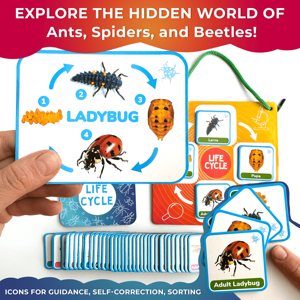 Lifecycle Magnetic Kit | Toy Montessori | Educational for Kids