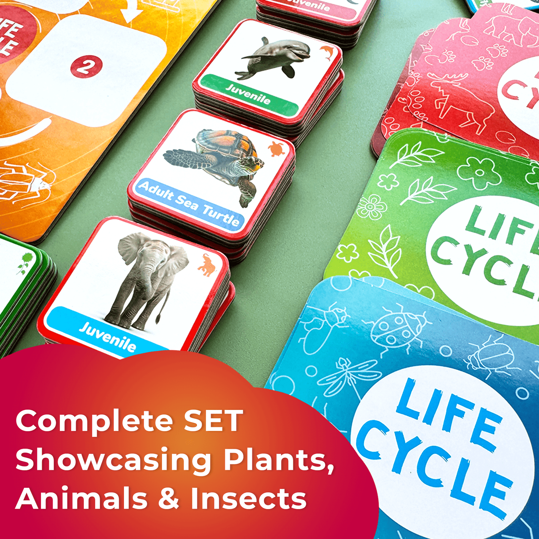 Lifecycle Magnetic Kit | Toy Montessori | Educational for Kids