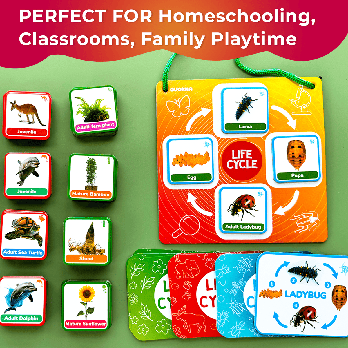 Lifecycle Magnetic Kit | Toy Montessori | Educational for Kids
